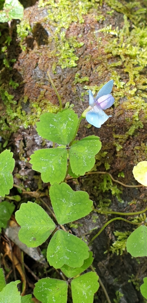 Parochetus africanus from Aberdares National Park on October 25, 2020 ...