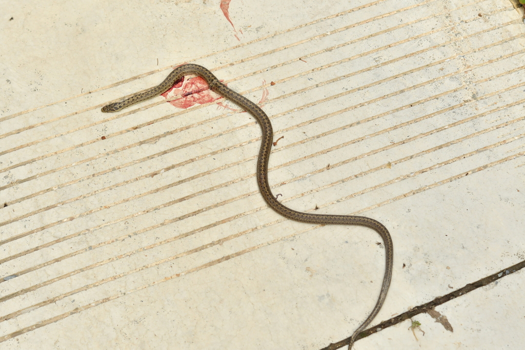 Zoige Ratsnake from 中国甘肃省甘南藏族自治州迭部县 on August 5, 2020 at 05:30 PM by ...