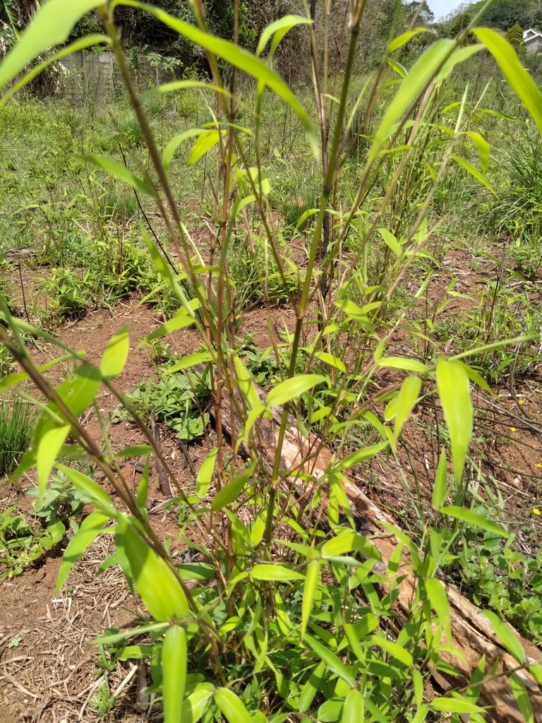 fishpole bamboo from Crestview, Waterfall, 3610, South Africa on ...