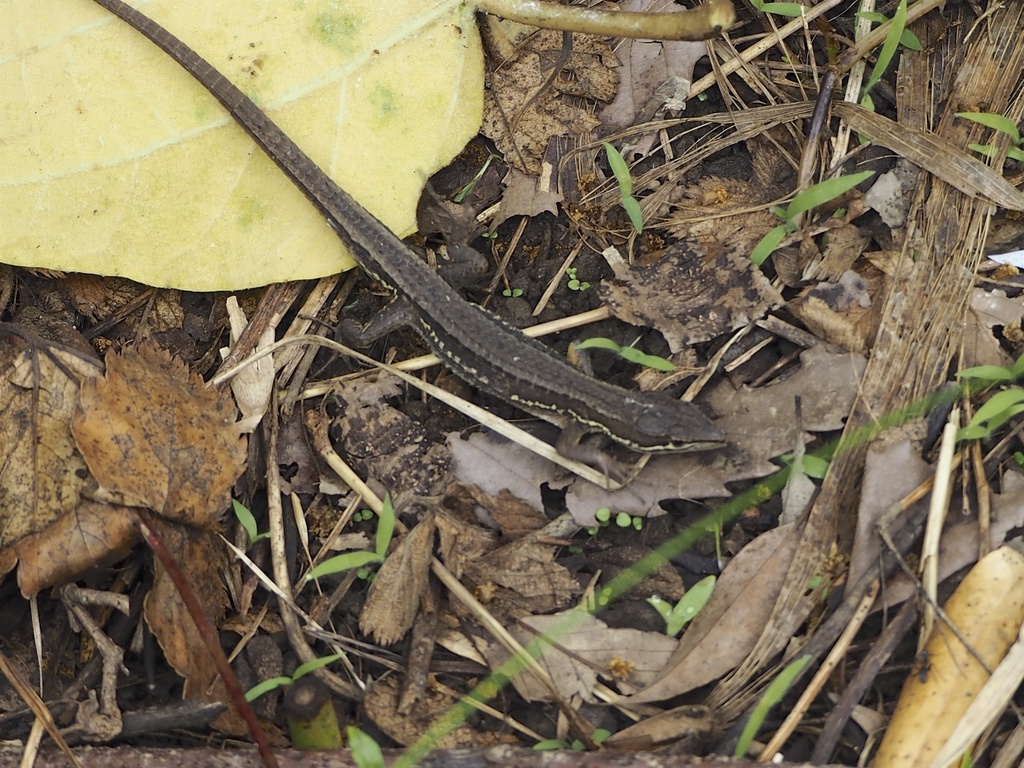 Japanese Grass Lizard from N Malena Dr, Orange, CA, US on October 26 ...