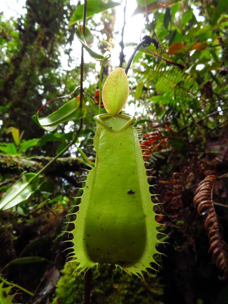 fringed pitcher-plant in September 2018 by Peter Marting. 1743m ...