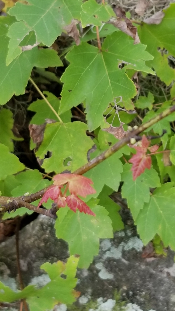 red maple from Corry Village, Gainesville, FL 32603, USA on October 27 ...