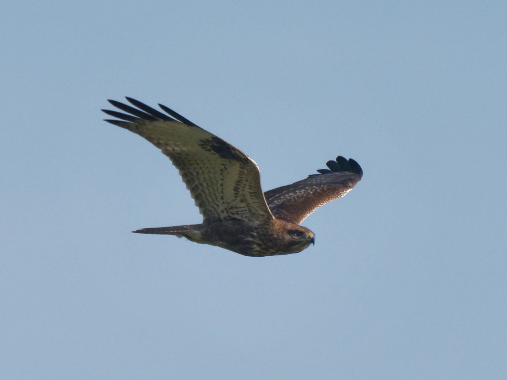 Eastern Buzzard from Sheung Shui, New Territories, HK on October 27 ...
