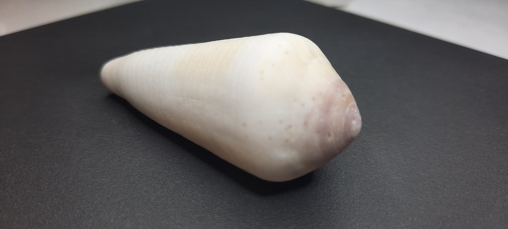 terebra cone from Dusun Pancer, Sumberagung, Pesanggaran, Kabupaten ...