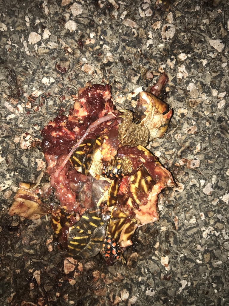 Ornate Box Turtle in August 2017 by Connor Adams · iNaturalist
