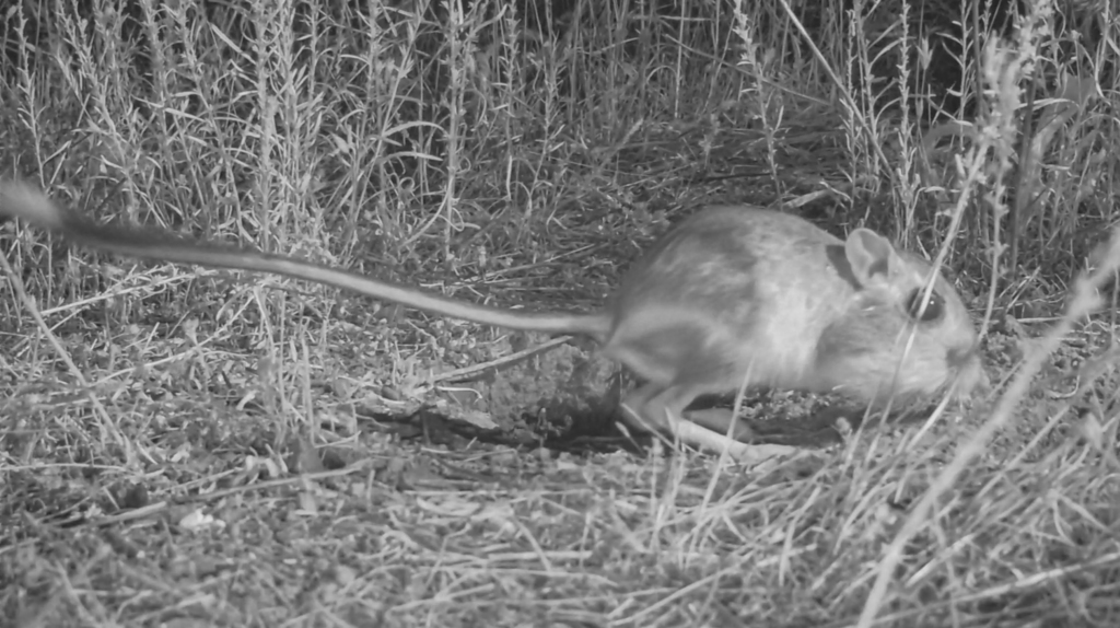 California Kangaroo Rat from Lake County, CA, USA on August 06, 2020 at ...