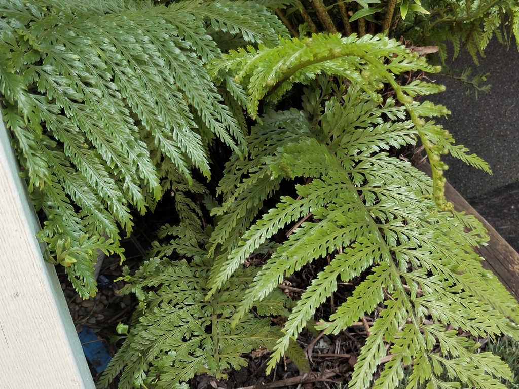 hen and chickens fern from Boronia VIC 3155, Australia on October 28 ...
