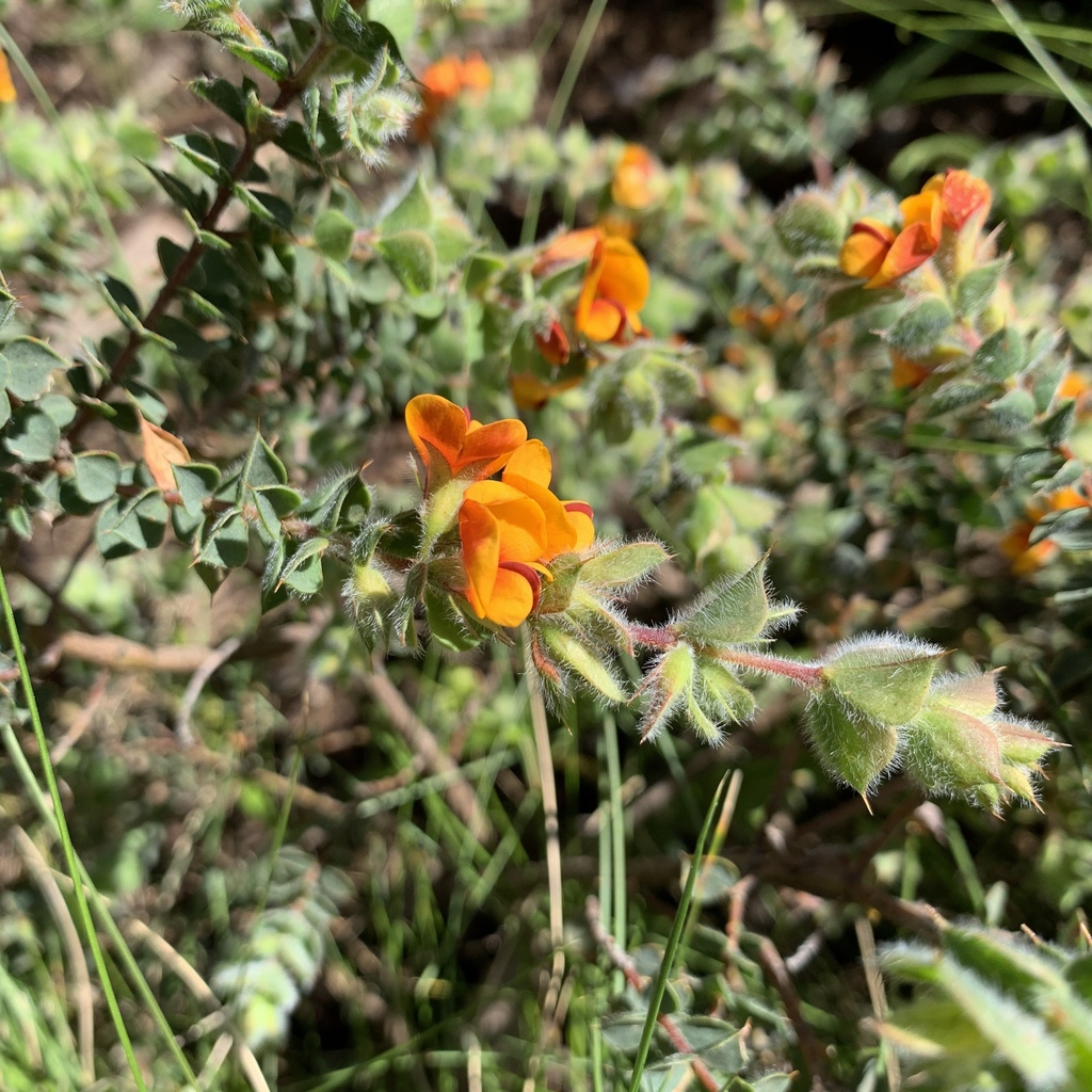 spiny bush-pea from Mount Canobolas State Conservation Area, Canobolas ...
