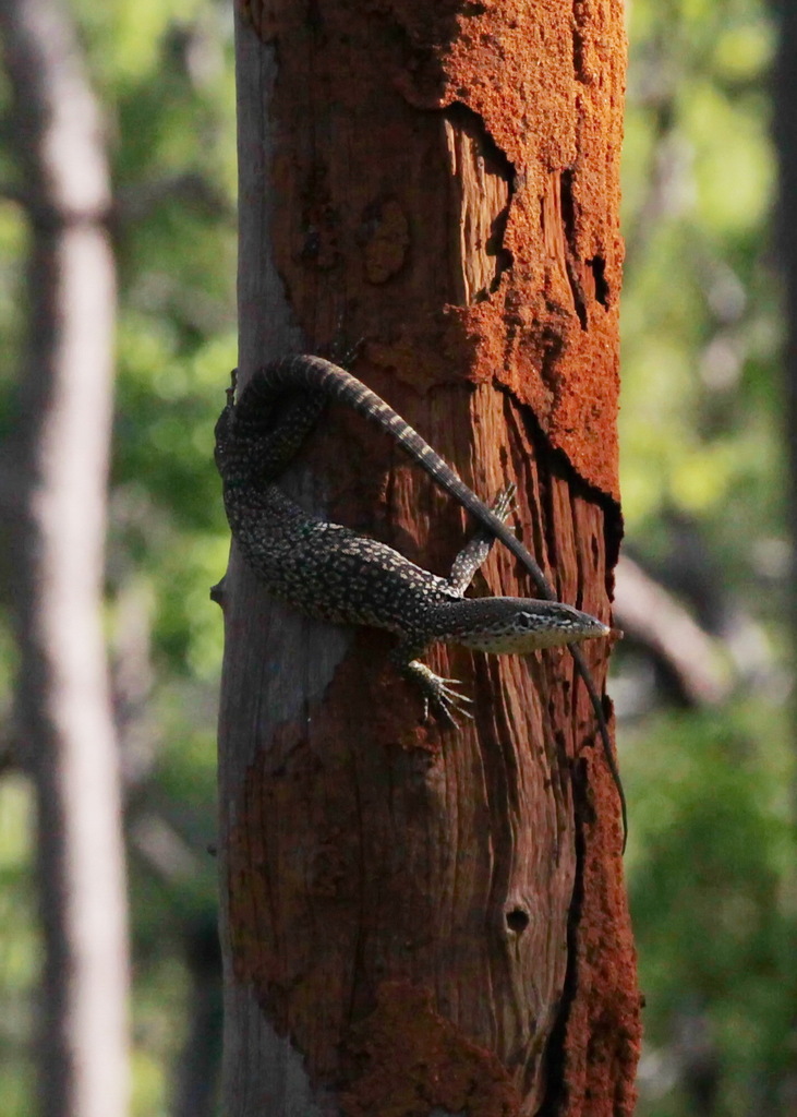 Banded Tree Monitor from Mission River QLD 4874, Australia on November ...