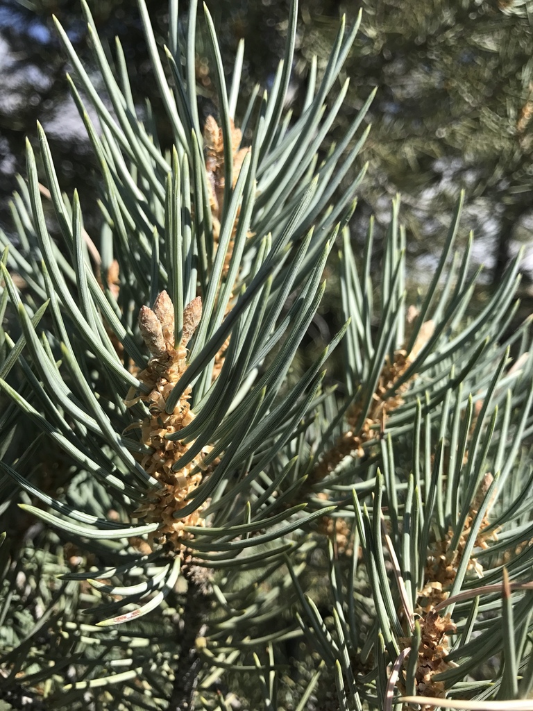 singleleaf pinyon from 93243, Lebec, CA, US on September 04, 2017 at 10 ...