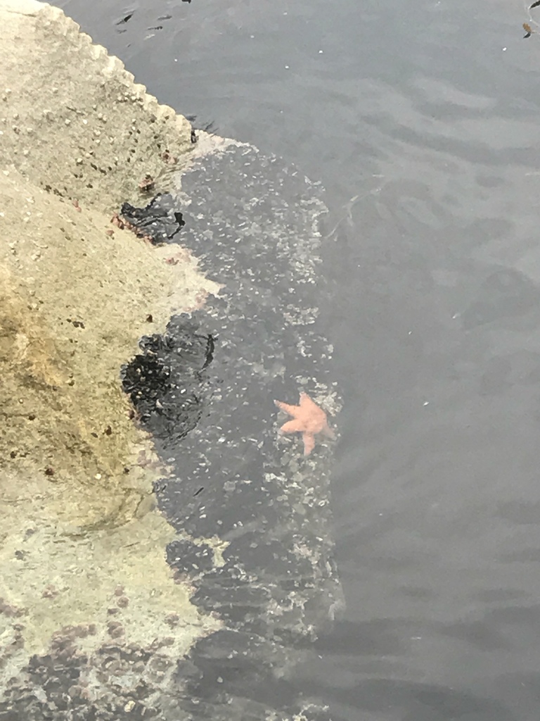 Bat Star from Monterey Bay, Monterey, CA, US on September 04, 2017 at ...