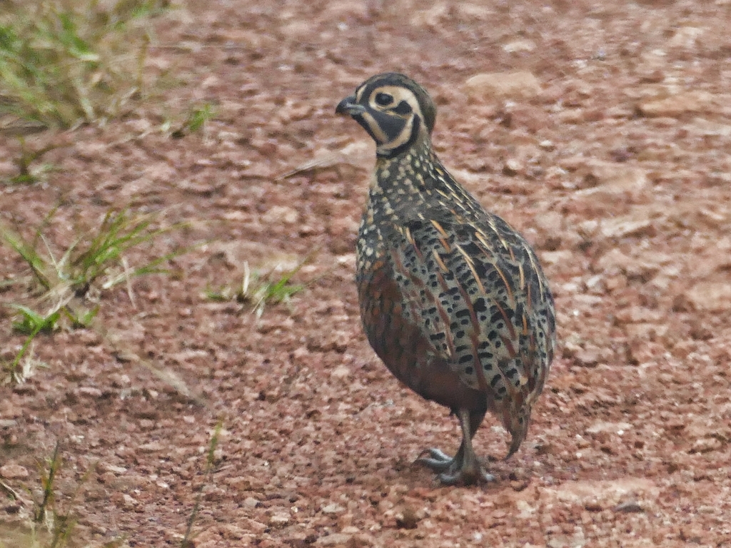 Ocellated Quail in October 2020 by Gilberto Flores-Walter · iNaturalist
