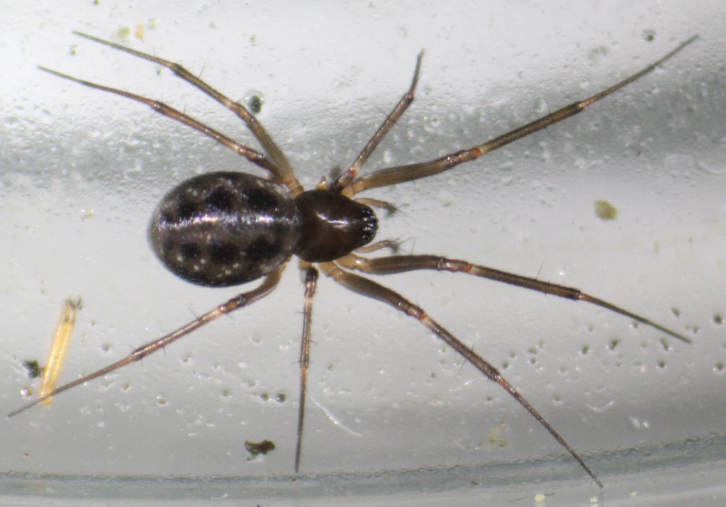 Lepthyphantes turbatrix from Piepenburg County Park on May 29, 2020 by ...