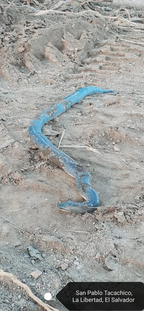 Mexican Burrowing Python from San Pablo Tacachico, El Salvador on ...