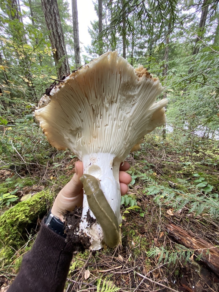 Pacific Banana Slug from Ladysmith Bog Ecological Reserve, Cowichan ...