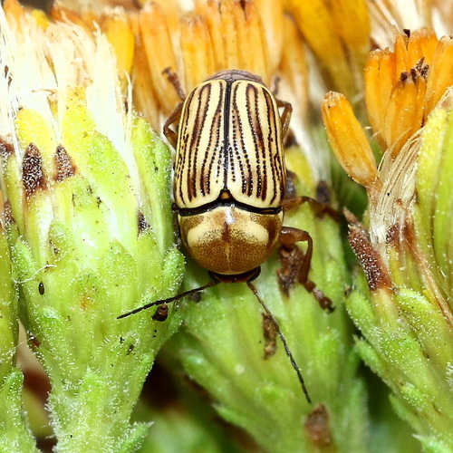 Cryptocephalus andrewsi · iNaturalist