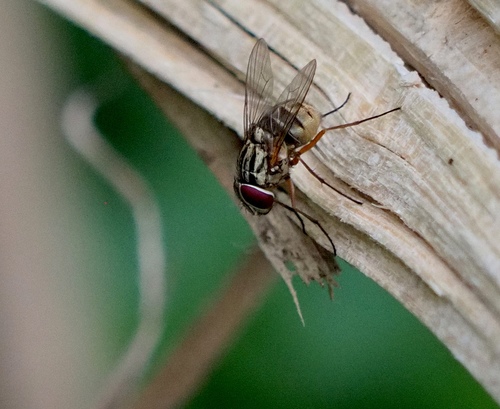 Graphomya eustolia · iNaturalist
