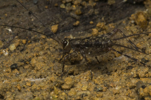 Genus Ectecous · iNaturalist