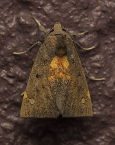 Melese castrena · iNaturalist