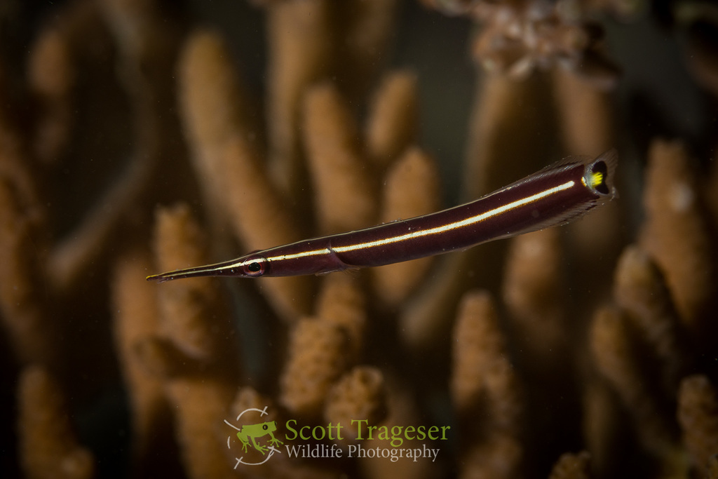 Striped Clingfish from Con Dao, Vietnam on July 30, 2014 at 10:16 AM by ...