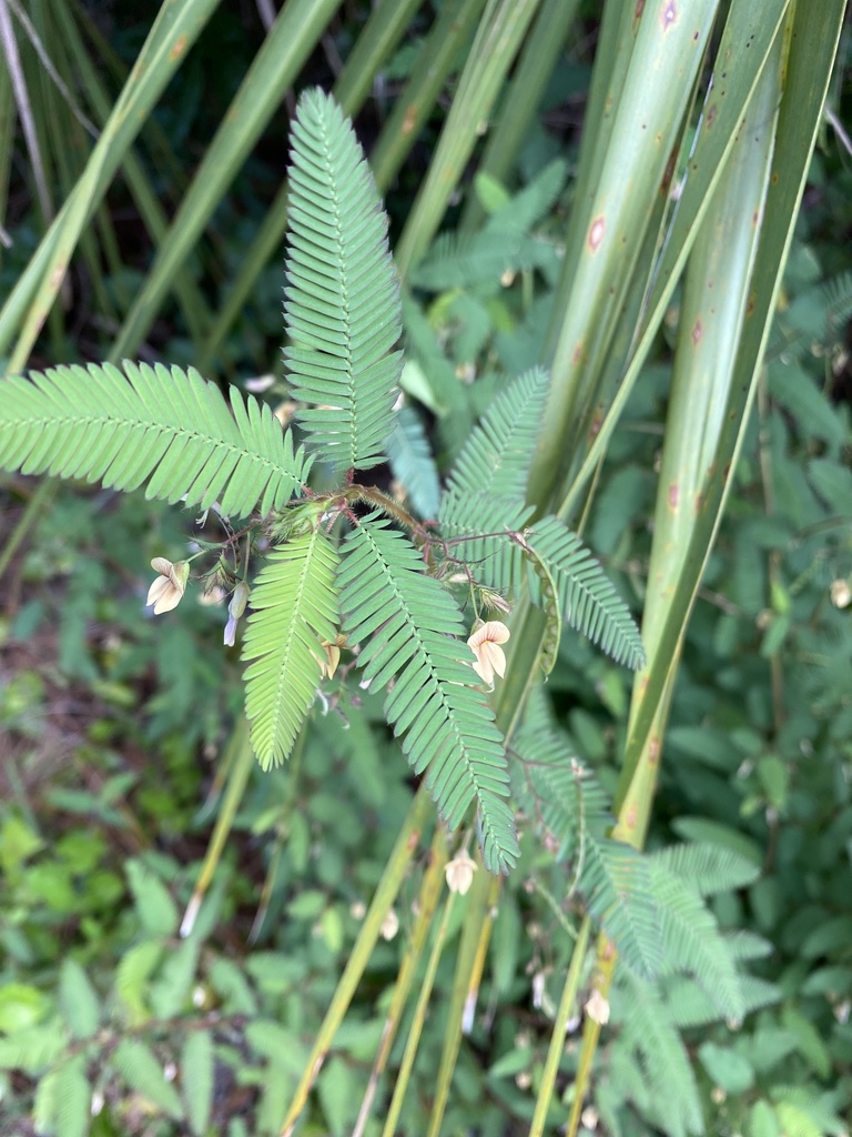 shyleaf from Koreshan State Historic Site, Estero, FL, US on October 29 ...