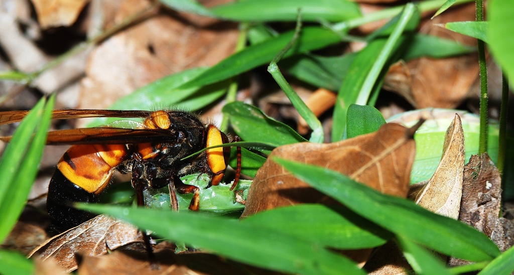 Southern Giant Hornet from Mui Wo, Hong Kong on October 25, 2020 at 04: ...