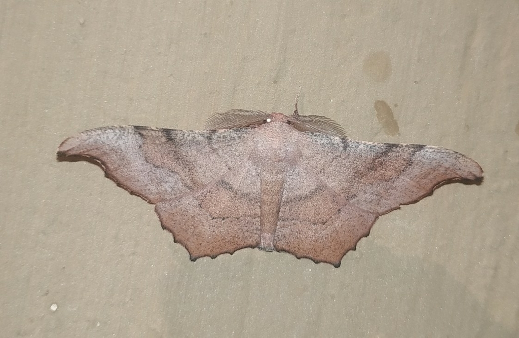 Black Looper from Belpahar, Odisha, India on October 29, 2020 at 10:36 ...