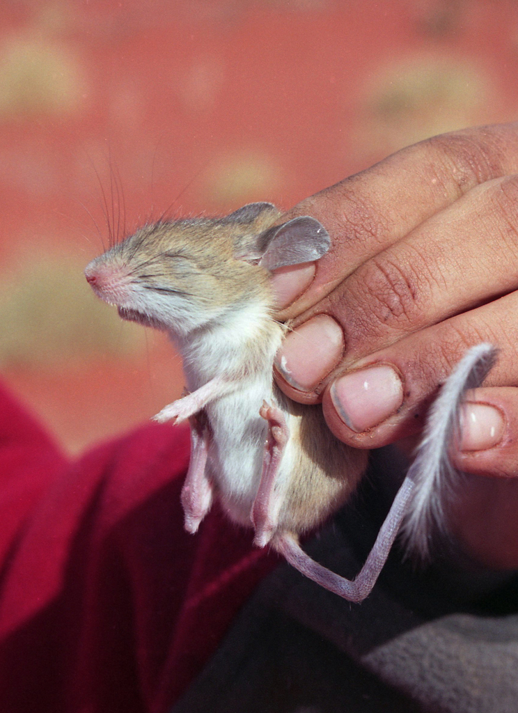 Spinifex Hopping Mouse from Sturt QLD 4829, Australia on June 1, 2006 ...