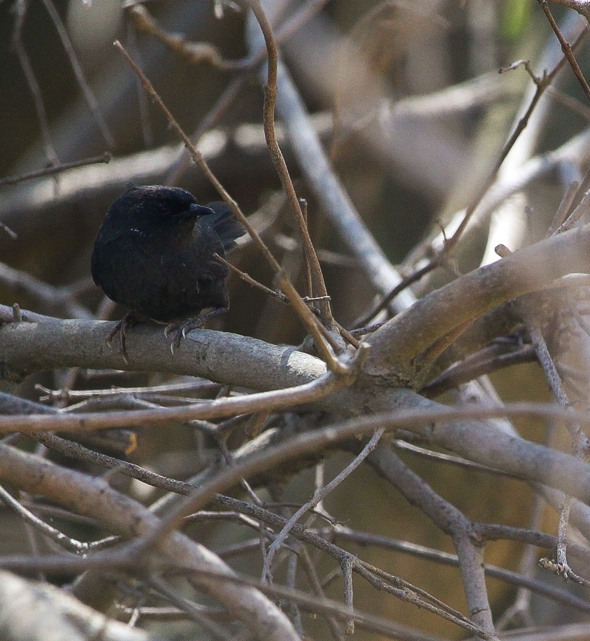 Dusky Tapaculo from Quilpué, Valparaíso, Chile on October 22, 2020 at ...