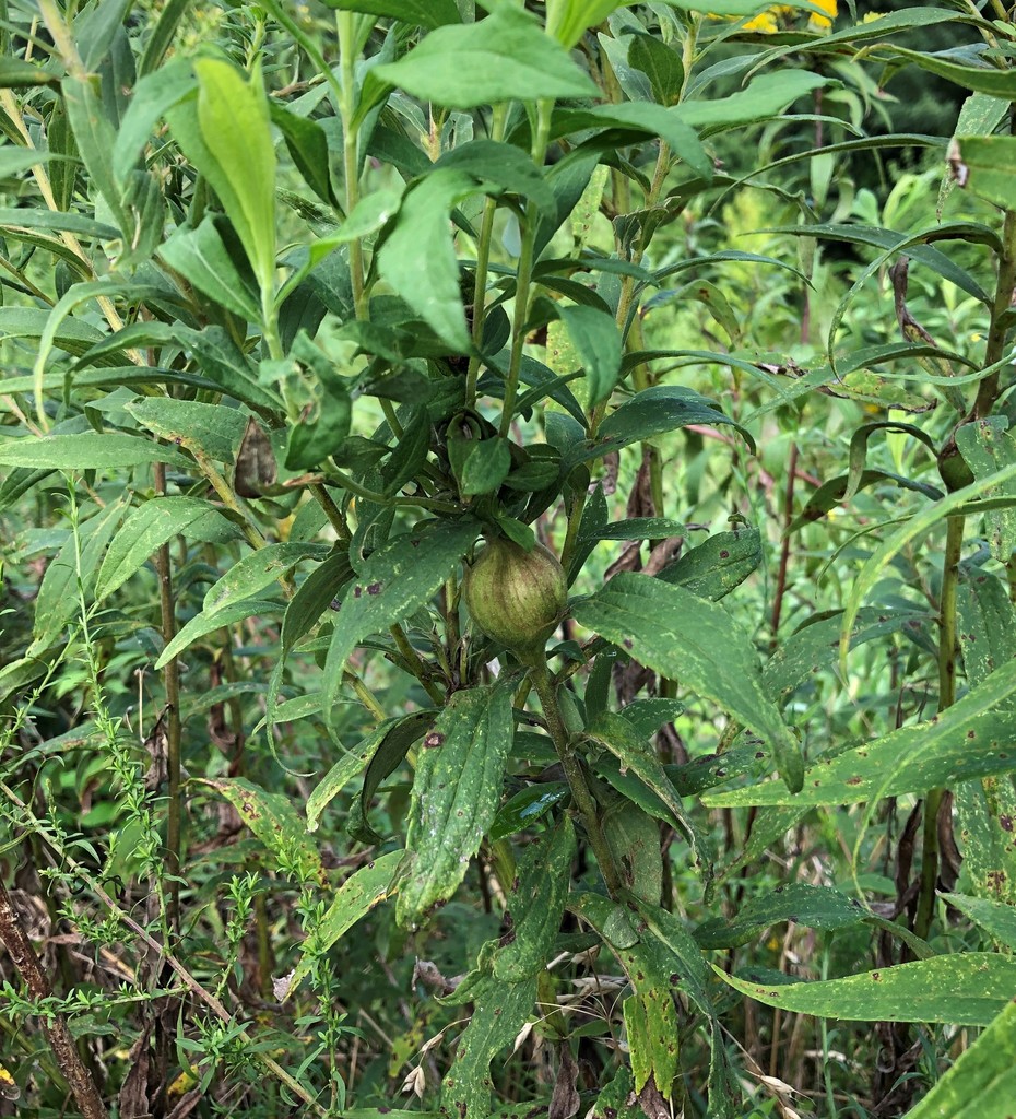 Goldenrod Gall Fly from Perryman, MD, USA on August 17, 2020 at 10:21 ...