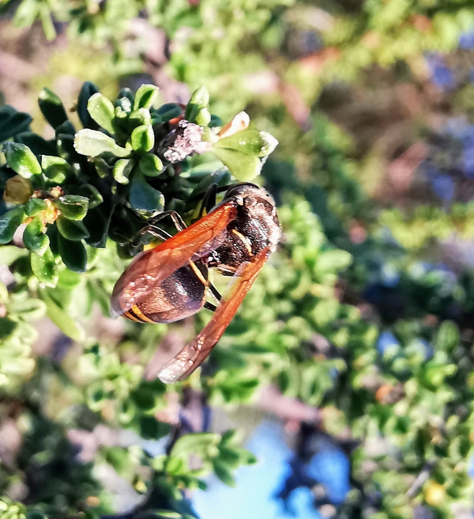 Mexican Honey Wasp from Vanegas, S.L.P., México on October 27, 2020 at ...