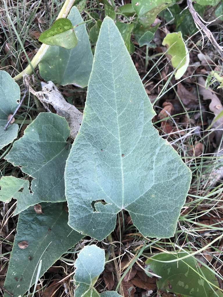 Buffalo Gourd from Old Settlers Park, Round Rock, TX, US on October 29 ...
