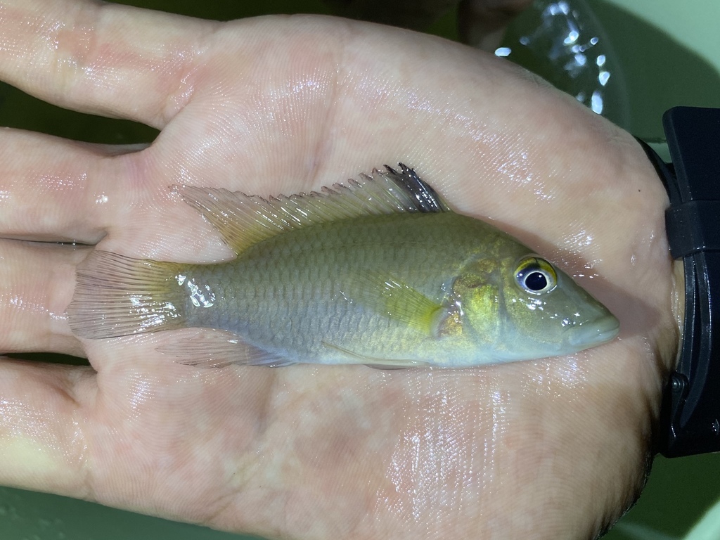 (Chromidotilapia regani) - Marine Life Identification