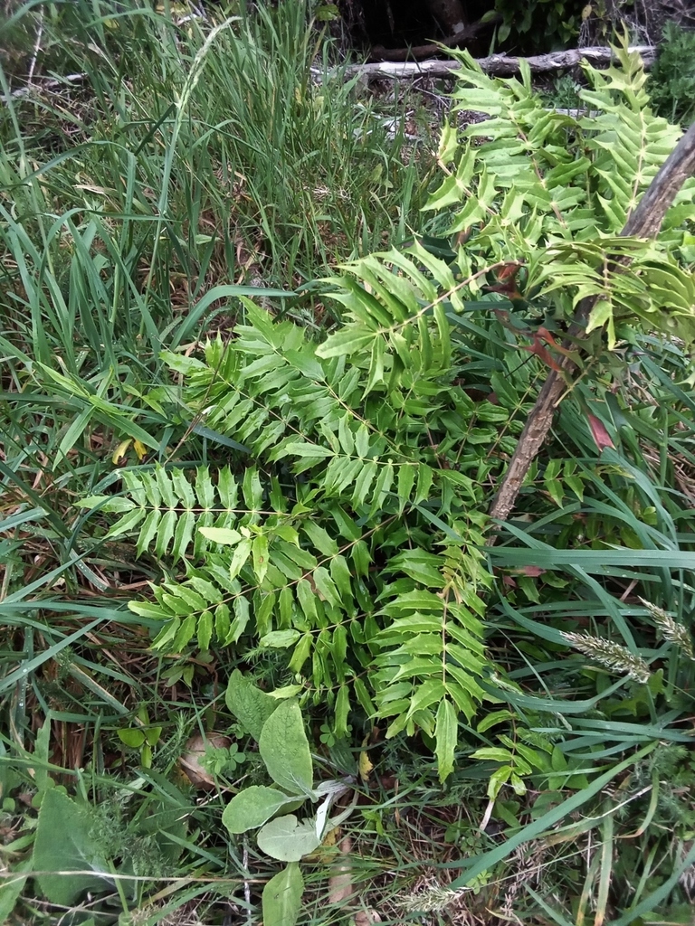 Mountain Grape from Tawhai St loop track, Stokes Valley, Wellington ...