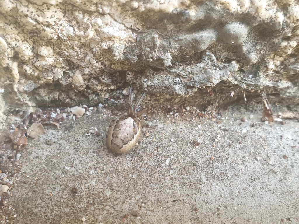 Silver-sided Sector Spider from Portorus, 20290, Skrivena Luka ...