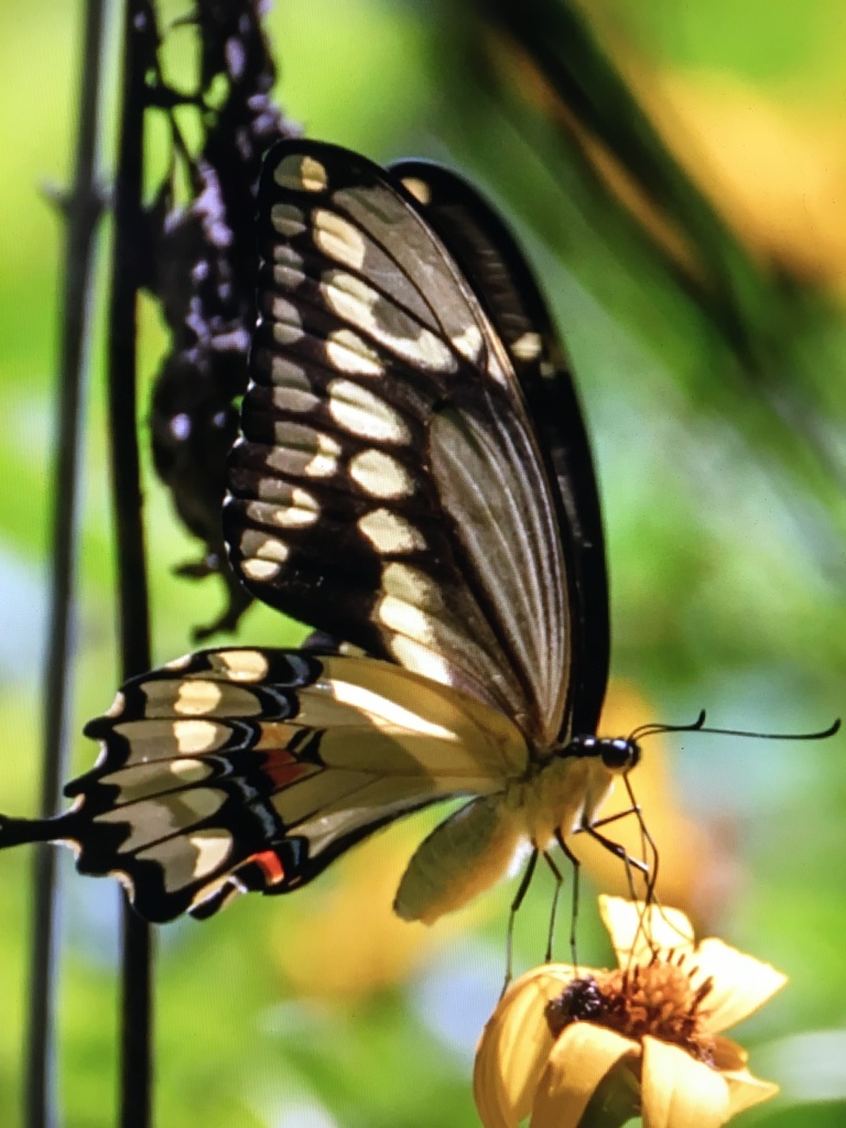 Eastern Giant Swallowtail from Rondeau Provincial Park, Chatham-Kent ...