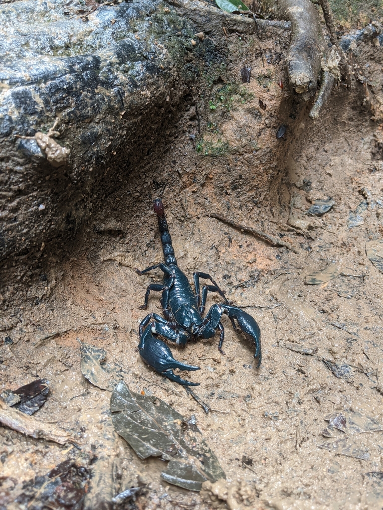 Giant Blue Scorpion from Terachi, Negeri Sembilan, Malaysia on ...