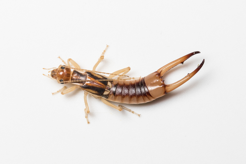 Shore Earwig from Southern Aegean, Greece on May 15, 2020 at 11:51 PM ...