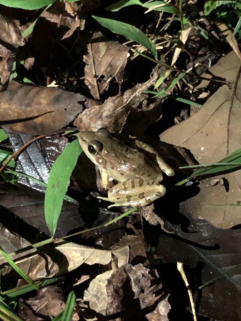 Southern Leopard Frog from Pickett Rd, Durham, NC, US on October 29 ...