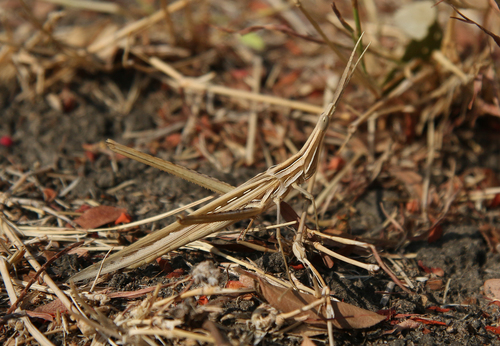 Chromacrida brunneriana · iNaturalist