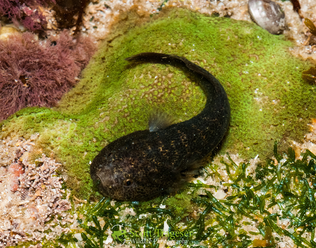 Gobiesox from Puerto Pinasco, sonora, mexico on October 23, 2010 at 08: ...