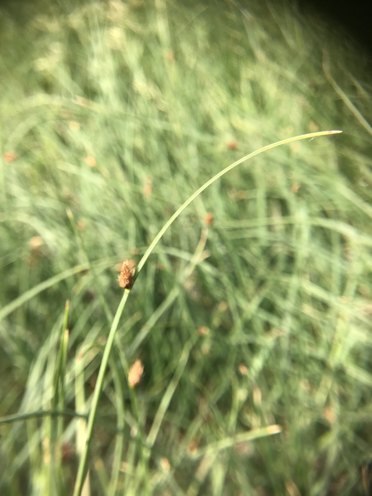 three-square bulrush from Centennial, CO, USA on June 19, 2020 at 09:43 ...