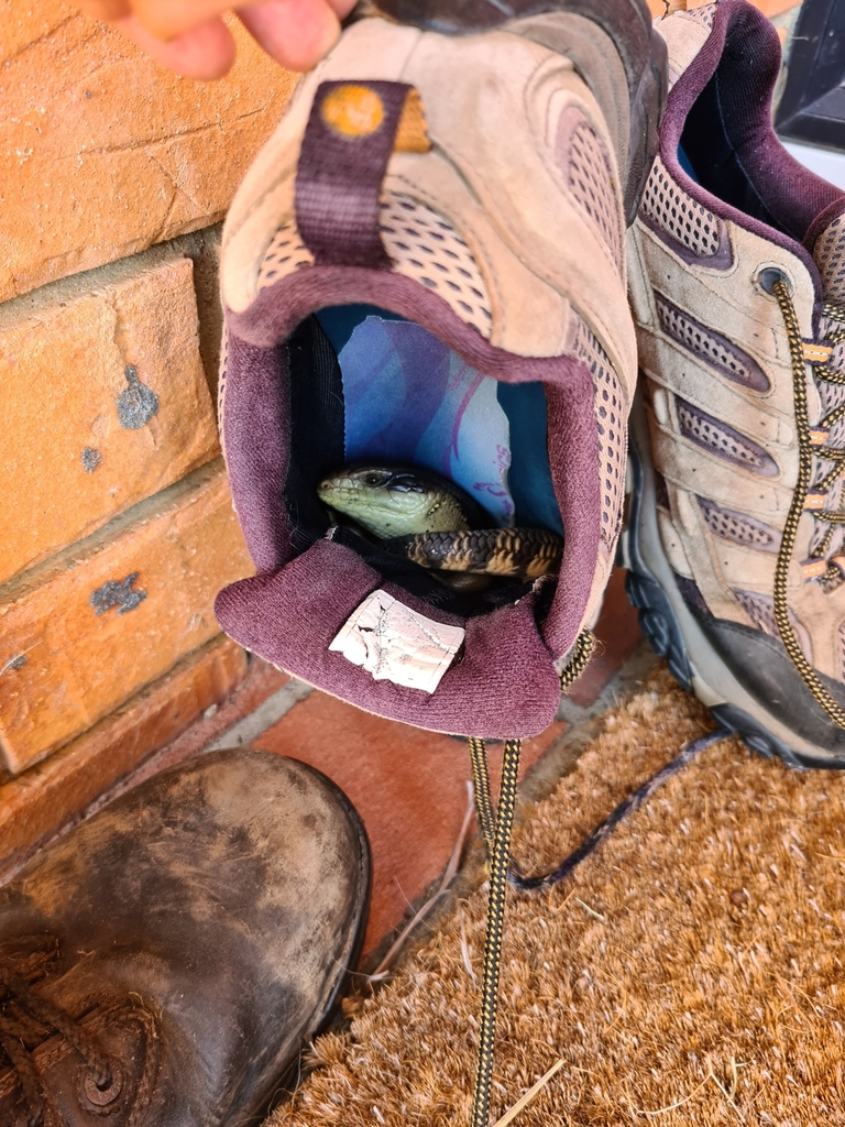 Eastern Blue-tongued Skink from Mornington VIC 3931, Australia on ...