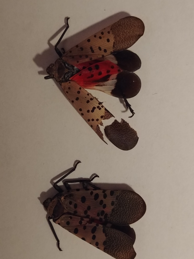 Spotted Lanternfly from Wyandotte, MI, USA on October 30, 2020 at 06:03 ...