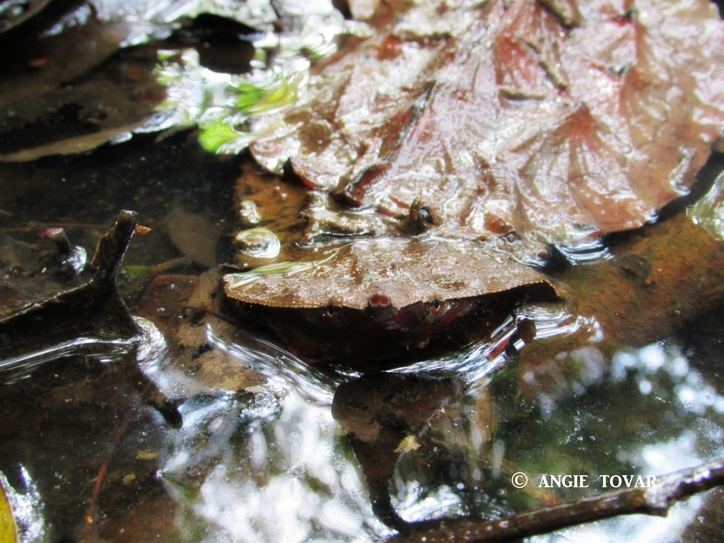 Orinoco Mata Mata from Puerto Gaitán, Meta, Colombia on February 12 ...