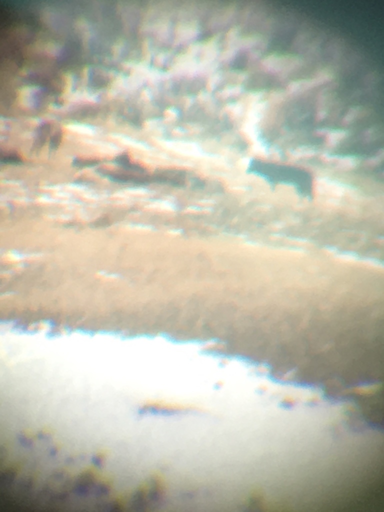 Gray Wolf in October 2020 by josefstitts. 33 wolves spotted from Slough ...