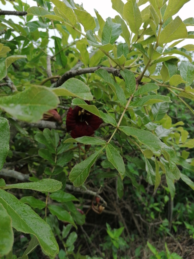 Sausage tree from Lusizini, South Africa on October 31, 2020 at 05:21 ...