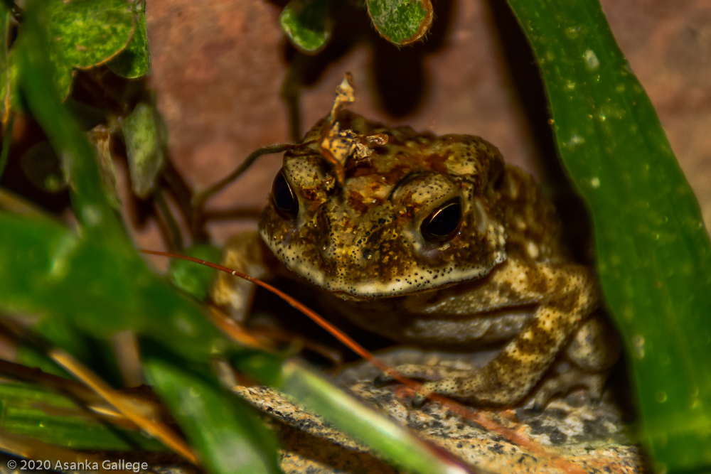 Asian Common Toad from Samagi Uyana, Maththegoda, Sri Lanka. on October ...