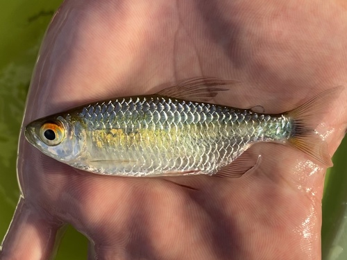 Brycinus longipinnis · iNaturalist Mexico