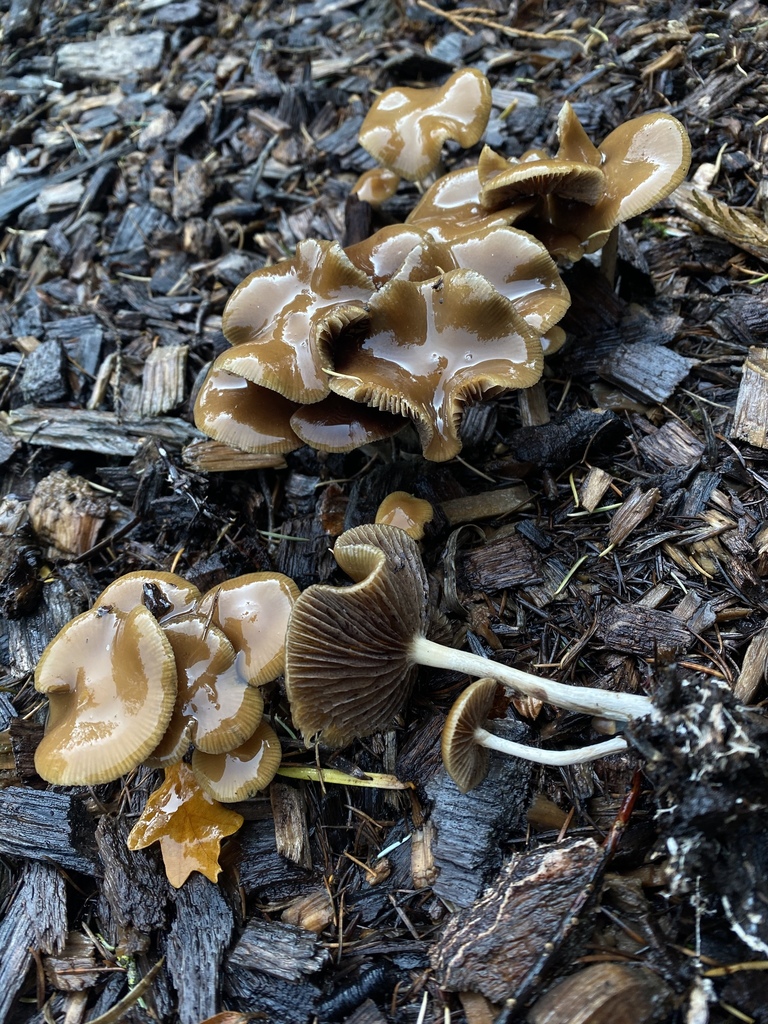 Wavy Cap in October 2020 by Aimèe Cornwell · iNaturalist